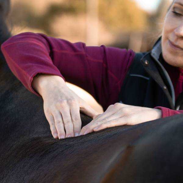 Therapets - Fachkräfteplattform für Hundetherapie und Pferdetherapie